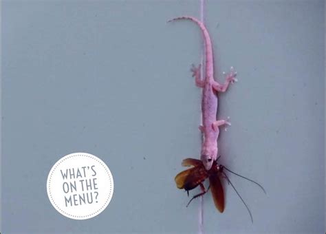 Whats On The Menu Cockroach Pie For Dinner The False Trail