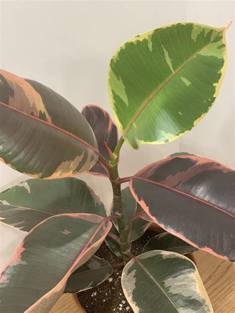 Why The New Ficus Leaf Isnt Pink Rhouseplants