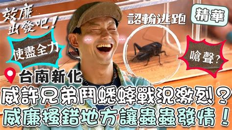 台南廟口開戰威許兄弟鬥蟋蟀戰況激烈威廉搔錯地方讓蟋蟀發情了 效廉出發吧EP25 精華台南新化許效舜 威廉 YouTube