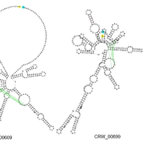 Different Types Of RNA Secondary Structures First Structure Download Scientific Diagram