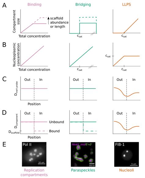 Concentration Dependence And Diffusion Across Boundary Represent Useful