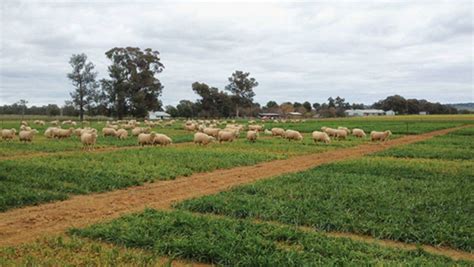 Grazing Management Critical The Land Nsw