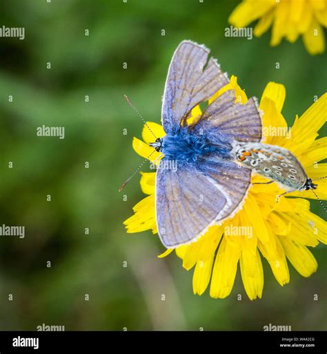 Two Common Blue Butterflies Polyommatus Icarus Breeding On A Yellow