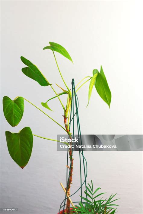 하우스 플랜트 안투리움 안드레 필로덴드론 종 아코디언 은 분홍색 보라색 꽃 냄비에 회색 벽에 태양 광선에 빛나는 큰 녹색 잎 집에서 유기농 식물성 꽃 새싹 0명에 대한 스톡