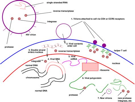 An Overview Of How Hiv Works The Hiv Virion Upper Left Consists Of Download Scientific