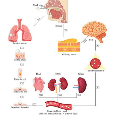 Is The Nipah Virus The Next Emerging Pathogen That Will Cause A