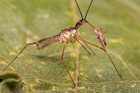 Premium Photo Adult Assassin Bug