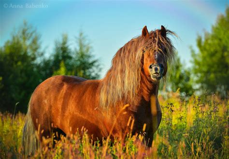 Солист - фотографии - Lumy - конники - equestrian.ru