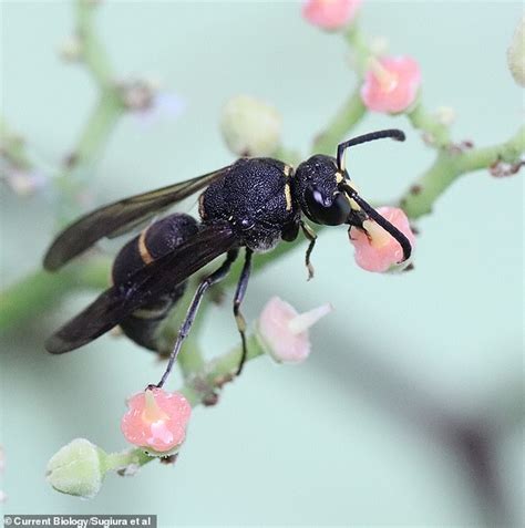 Male Wasps Use Sharp Spines On Their Genitals To Attack And Sting Tree
