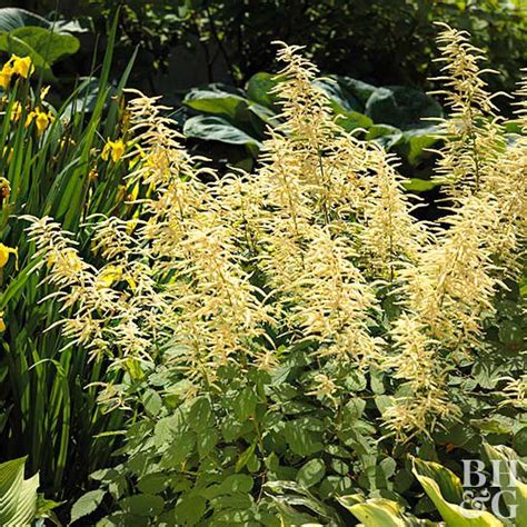 15 Top Native Plants Of The Pacific Northwest