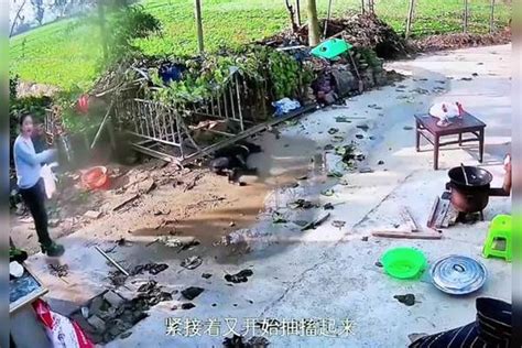 狗子被主人一声吼竟吓得倒地抽搐这难道是传说中的狮吼功吗