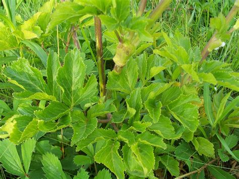 Cow Parsnip Nova Scotia Wilds