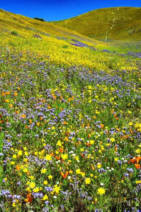 Best Wildflower Fields In America At Linda Redmon Blog