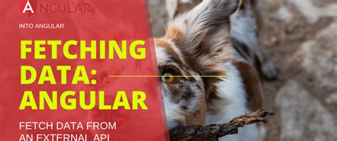 How To Fetch Data From An Api In Angular Dev Community