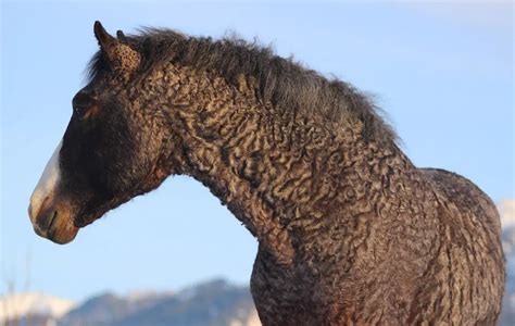 The Bashkir Curly Horse Unique Traits And Care Guide