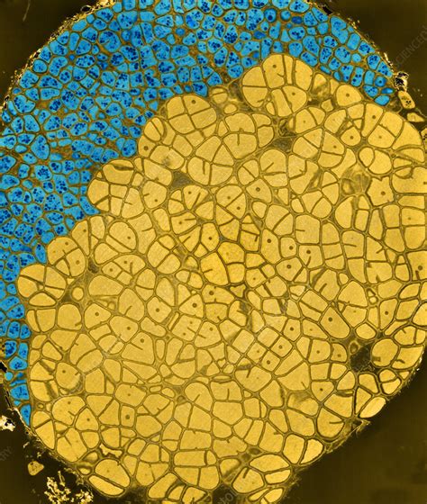 Archaea And Bacteria Tem Stock Image C0604603 Science Photo Library