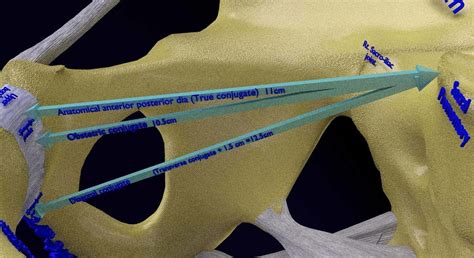 Artstation Female Pelvis Anatomical Dimensions Labelled Animated Resources