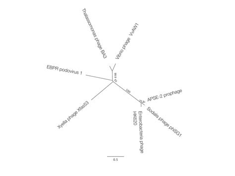 Unrooted Maximum Likelihood Tree Highlighting The Position Of Download Scientific Diagram