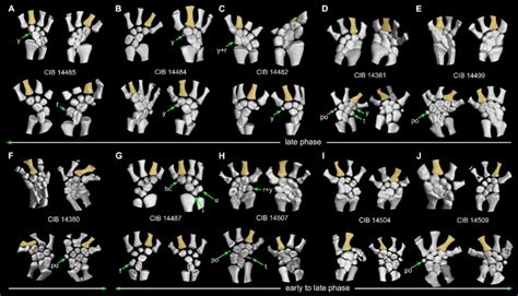 Fig S2 Morphology And Ossification Patterns Of The Carpals And