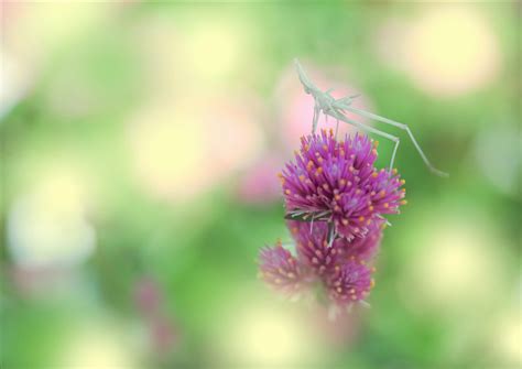 Grasshopper Shell By Hiroshi Araki 500px