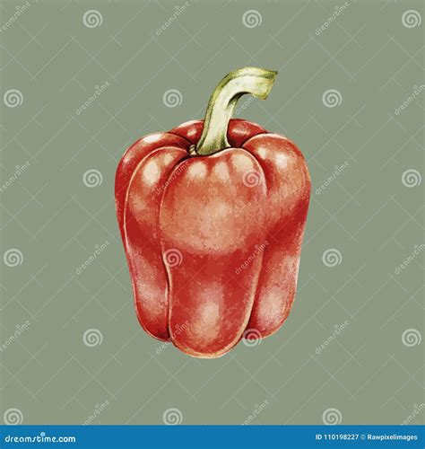 Illustration Of Bell Pepper Vegetable Drawing Style Stock Illustration