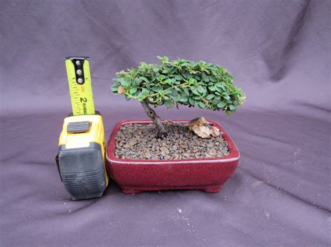 Cotoneaster Bonsai Tree Classic Style