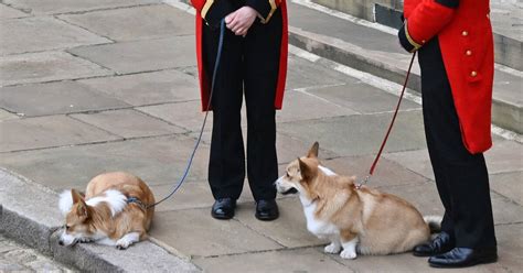 Queen Elizabeths Funeral In Numbers — From Queue Lengths To The Corgis