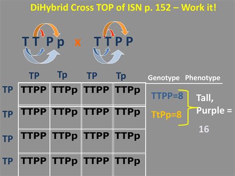 I Will Review Dihybrid Crosses And Then Learn Sex Linked Crosses Ppt