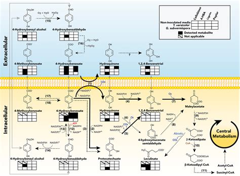 Figure 1 From Intracellular Pathways For Lignin Catabolism In White Rot Fungi Semantic Scholar