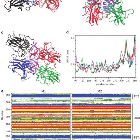 The 3d Structure Model Of P53 Is Shown Here In Its Tetramer Form Bound