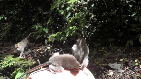 Girl Has Sex With Monkey Sex Pictures Pass