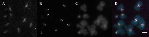 Figure 1 From Super Resolution Imaging Of The Structural Maintenance Of Chromosome Smc