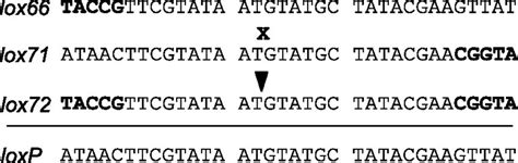 Schematic Representation Of Mutant Lox66 And Lox71 Sites Which After Download Scientific