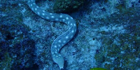 Discover 6 Fascinating Animals In The Hadal Zone