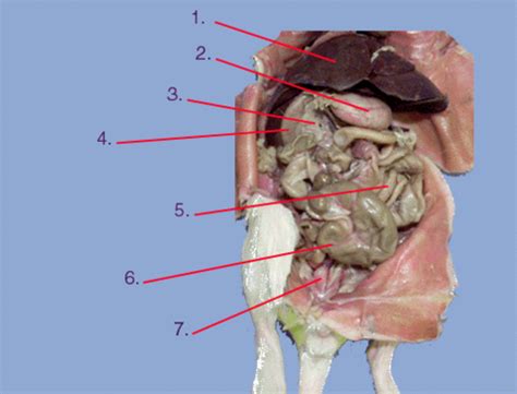 Lab Anatomy Dissection Of Rat Flashcards Quizlet