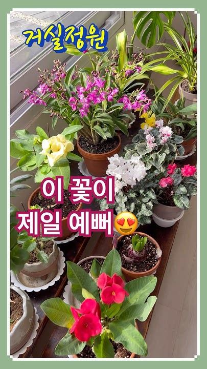 겨울꽃긴기아난 꽃기린 Youtube