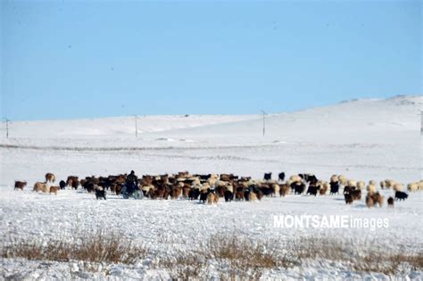 Зудын эрсдэлийн үнэлгээгээр Баян Өлгий Завхан Увс “маш их” эрсдэлтэй гарчээ