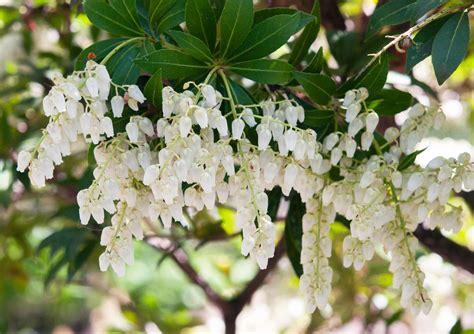 How To Grow And Care For Japanese Pieris