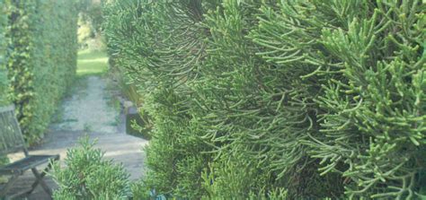 Testing Update Kernels Haskell Browsers Qt Deepin Testing Updates