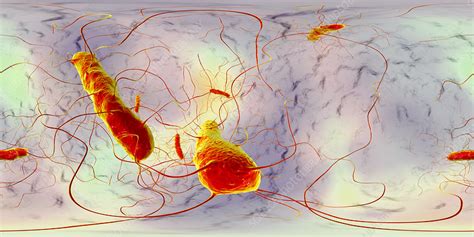 Clostridioides Difficile Bacteria Illustration Stock Image F026 6894 Science Photo Library