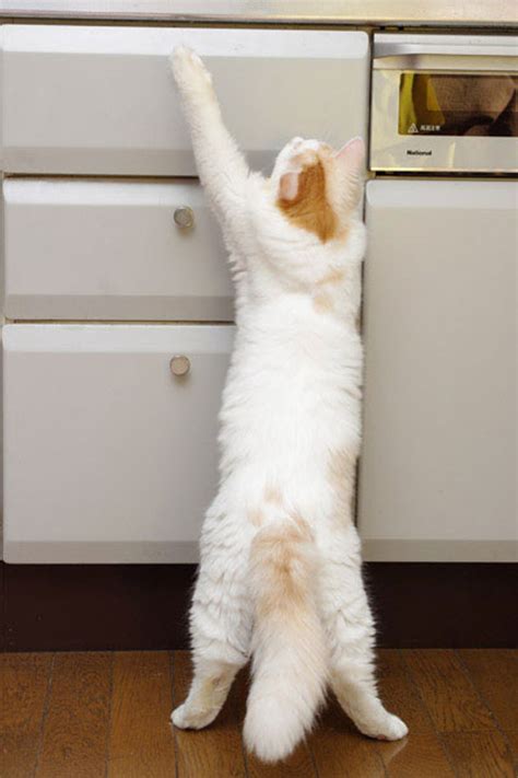 Kitty Grows Up Tall And Strong Then And Now Love Meow