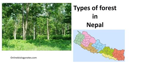 Temperate Forest Tree Types