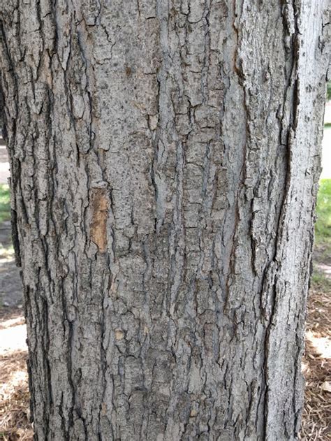 Young Sugar Maple Tree Bark