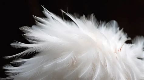 푹신한 흰 깃털 배경 일러스트 푹신한 흰 깃털 사진 및 배경 화면 무료 다운로드 Pngtree