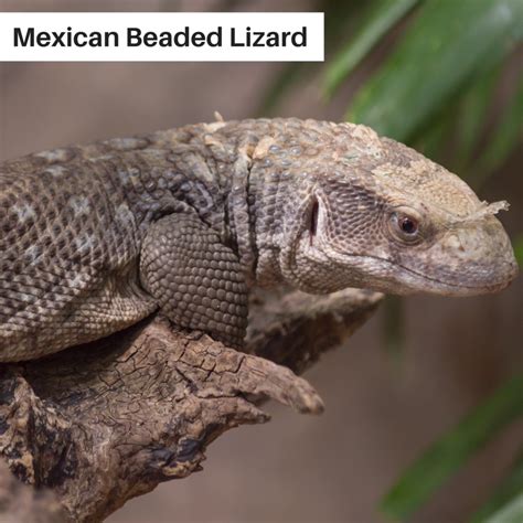 Are Agama Lizards Poisonous Or Venomous The Clear Answer