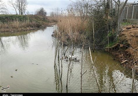 رشت بازدید رئیس سازمان حفاظت محیط زیست از پناهگاه حیات وحش سلکه تصاویر تسنیم