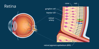 Partes Internas Del Ojo