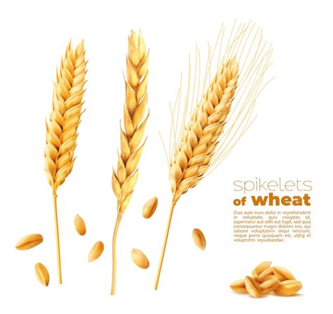 작은 이삭 Png 일러스트 Psd 및 클립 아트에 대한 무료 다운로드 Pngtree