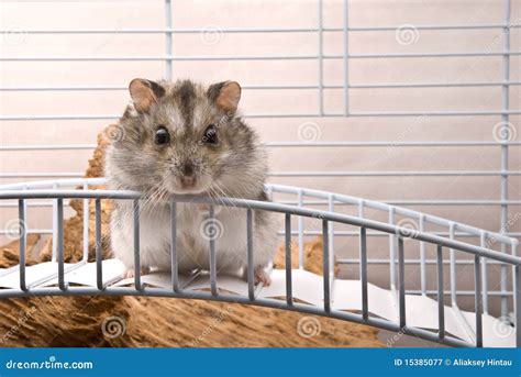 Dwarf Hamster Stock Image Image Of Mammal Furry Rodent 15385077