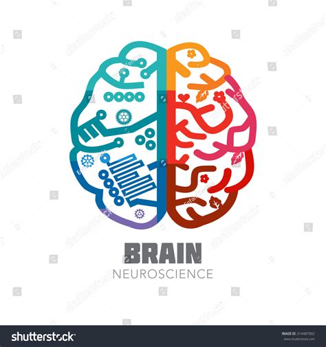 Left Right Human Brain Hemispheres Vector Stock Vector Royalty Free 314487902 Shutterstock